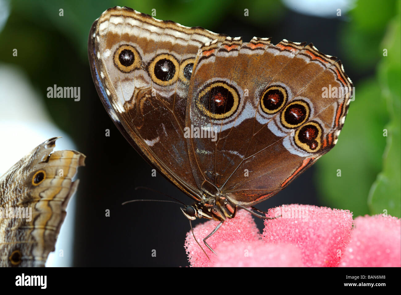 The beautiful butterfly is considered a symbol of love Stock Photo - Alamy