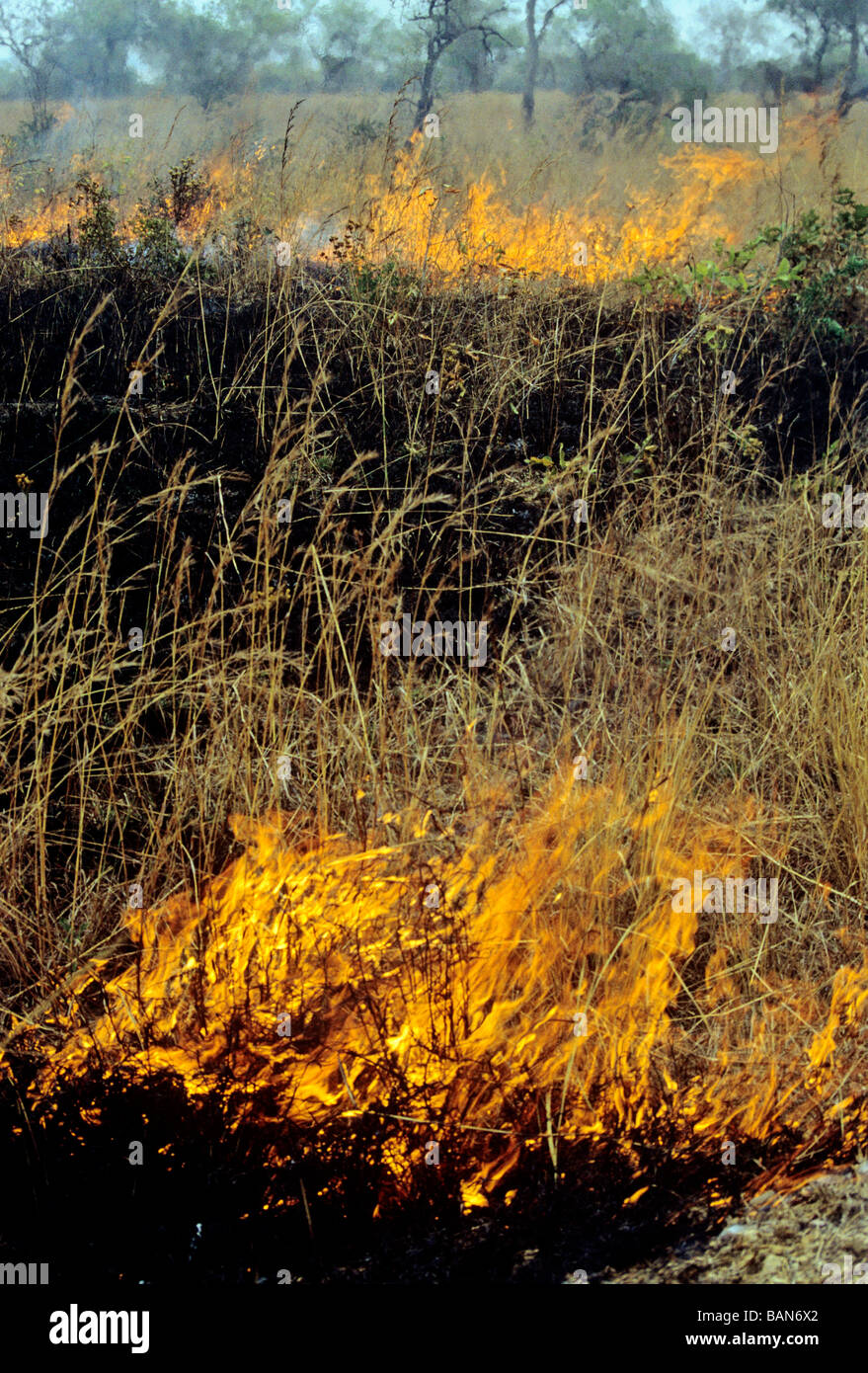 Burning Savannah Stock Photos & Burning Savannah Stock Images - Alamy