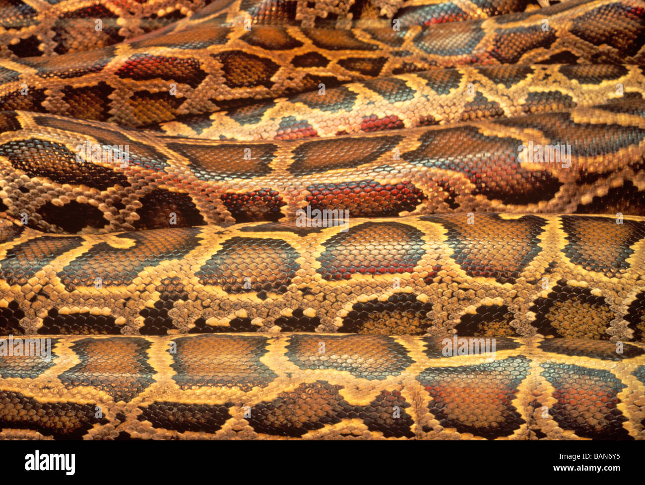 python snake Python regius Stock Photo - Alamy