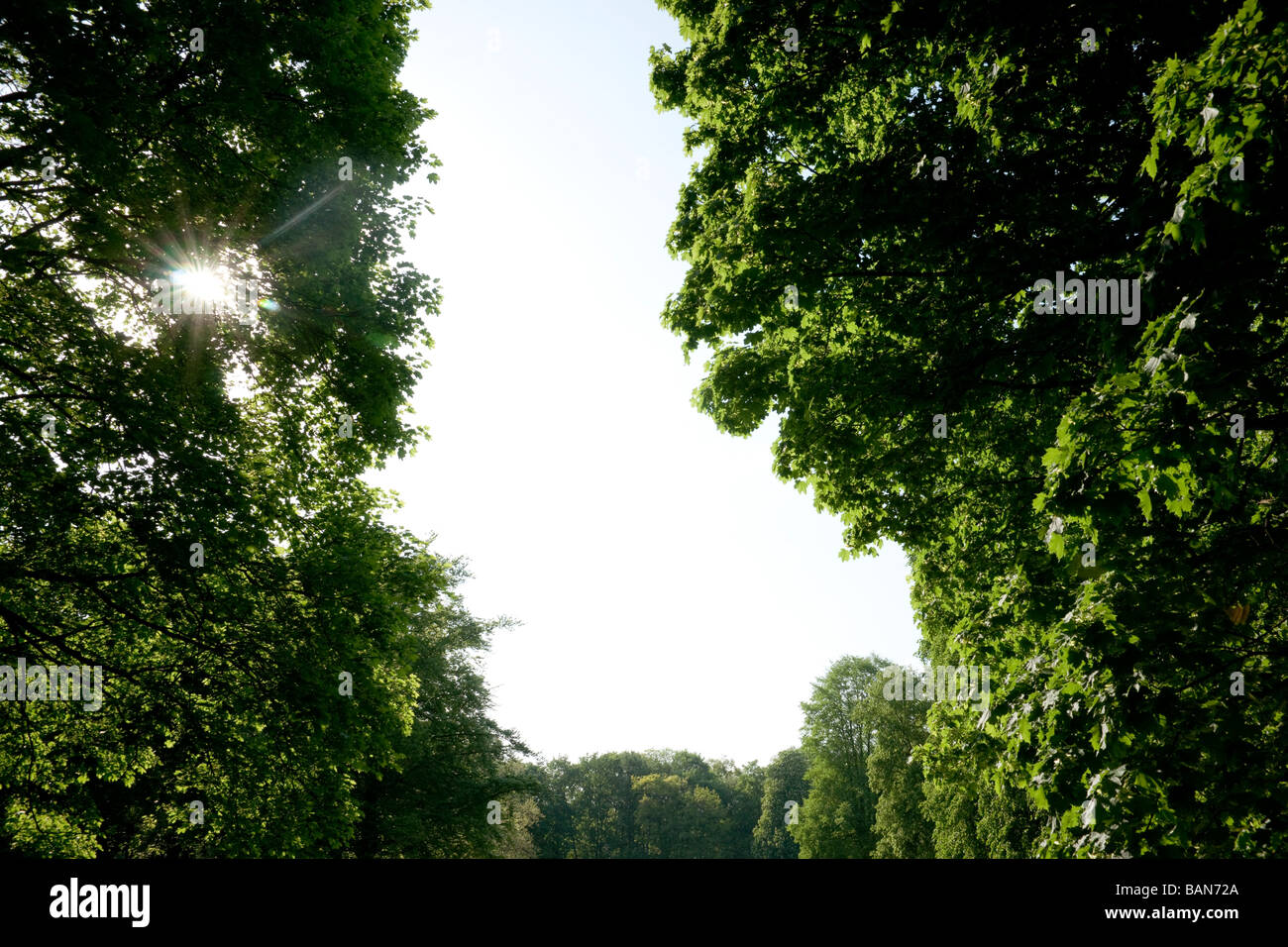 View through trees in hi-res stock photography and images - Alamy