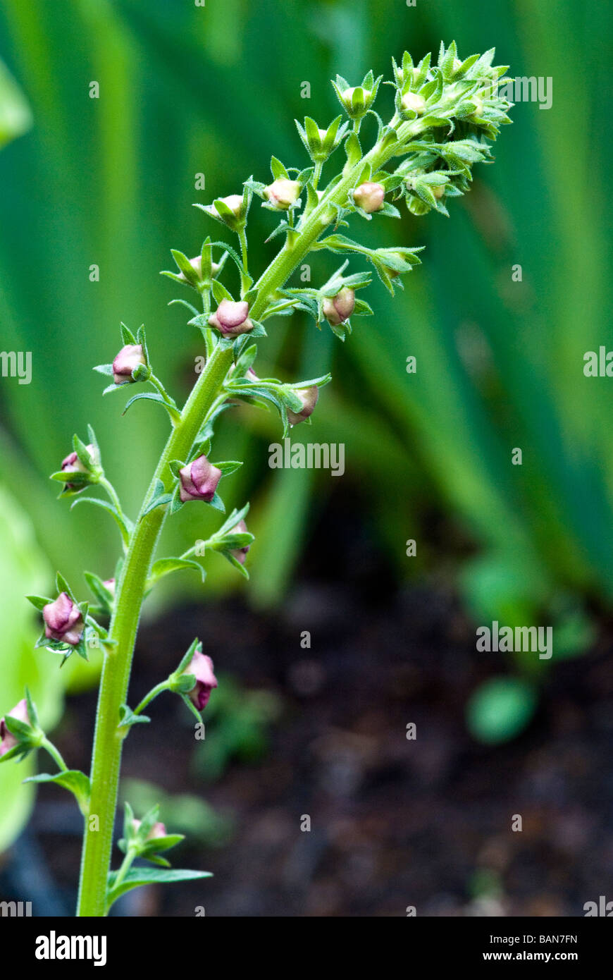Verbascum phoeniceum hi-res stock photography and images - Alamy