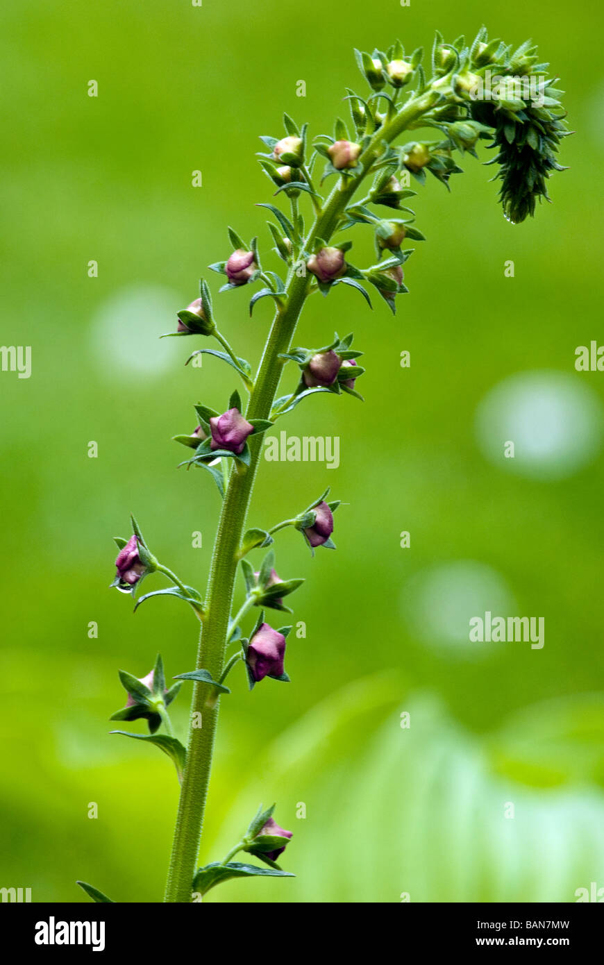 Verbascum phoeniceum hi-res stock photography and images - Alamy