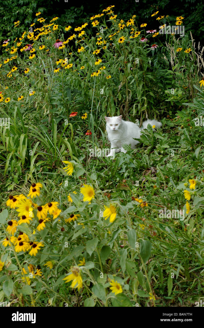 white cat hunting in flower field Stock Photo - Alamy