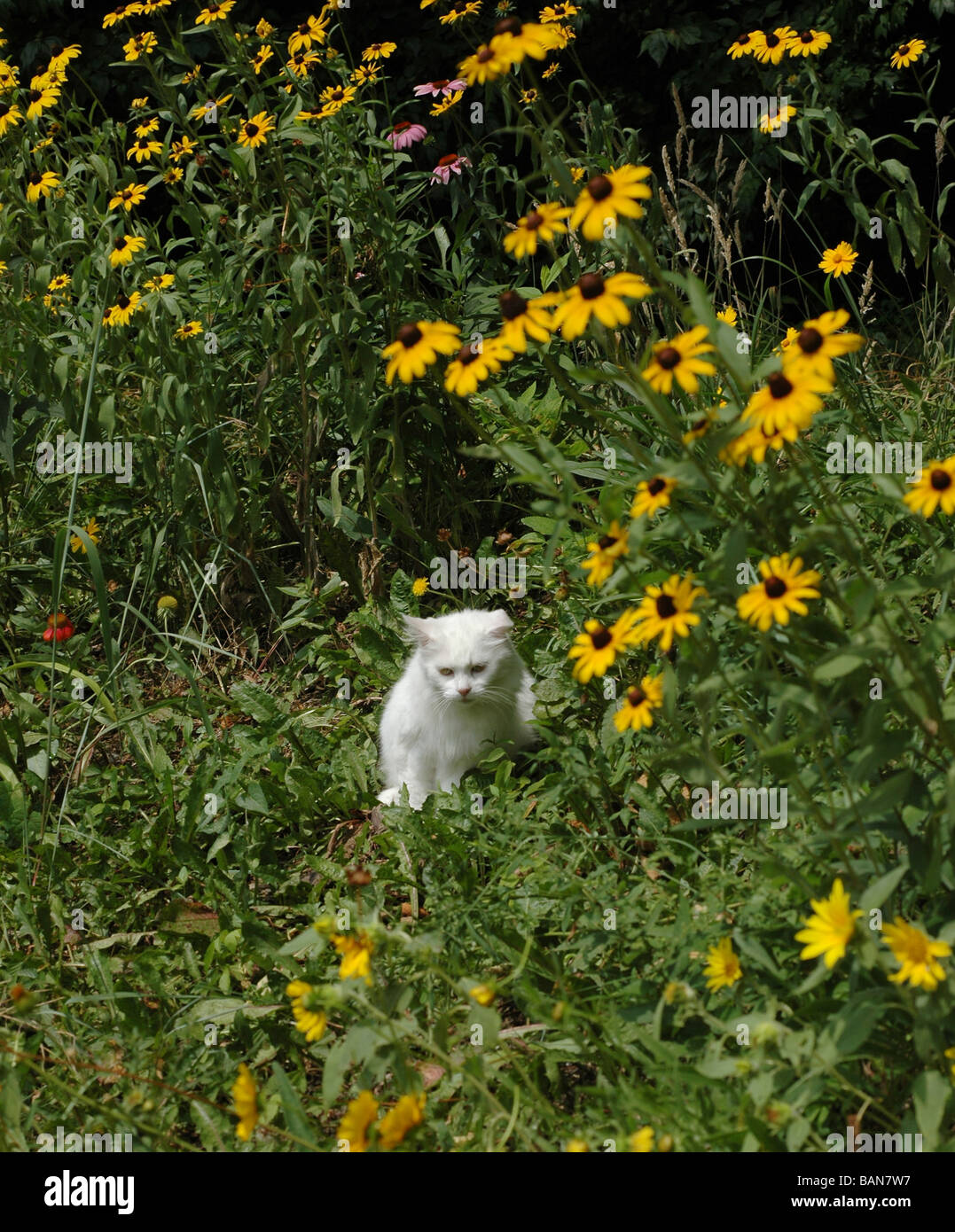white cat hunting in flower field Stock Photo - Alamy