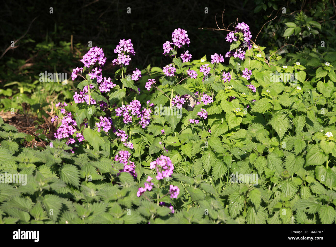 Pink flowers of the plant Honesty Lunaria Annua Stock Photo - Alamy