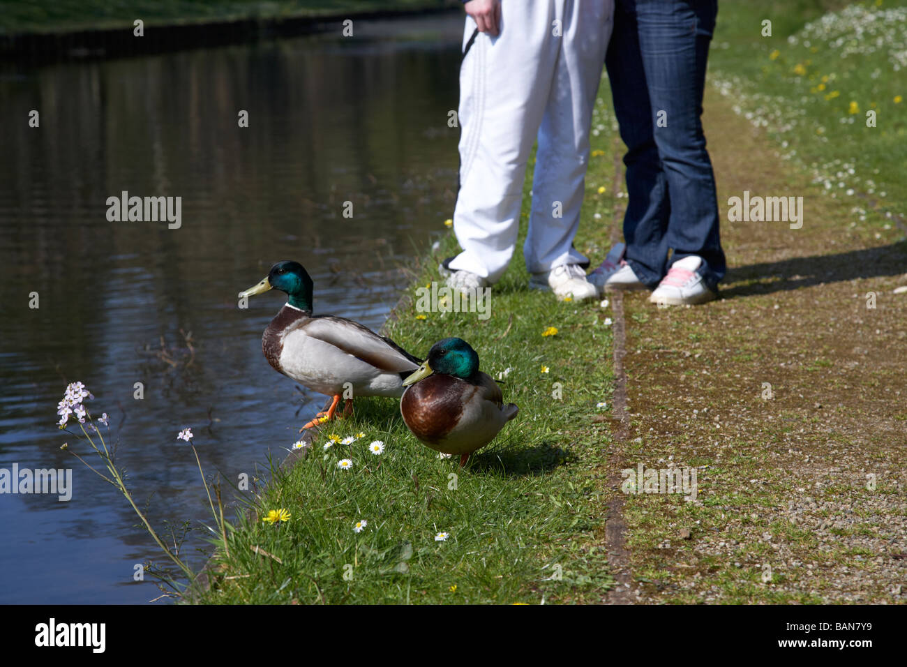 Human duck interaction hi-res stock photography and images - Alamy