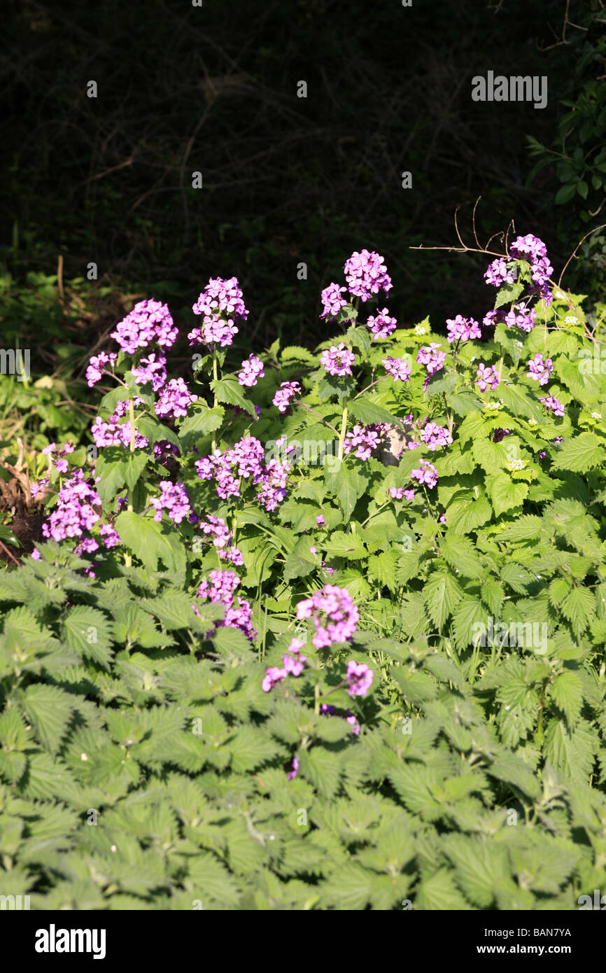 Pink flowers of the plant Honesty Lunaria Annua Stock Photo - Alamy