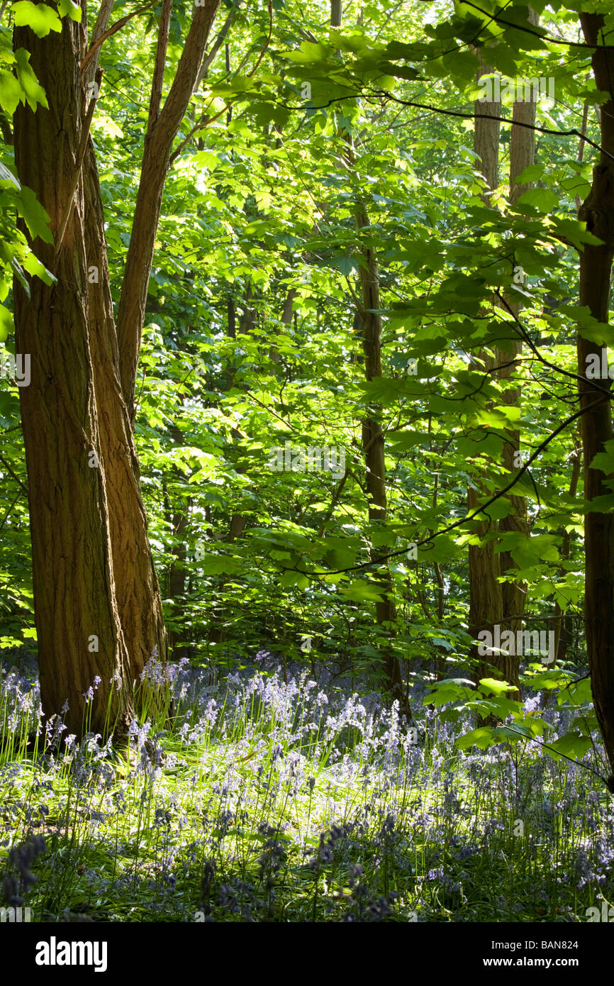 blue bells in a blue bell wood Stock Photo - Alamy