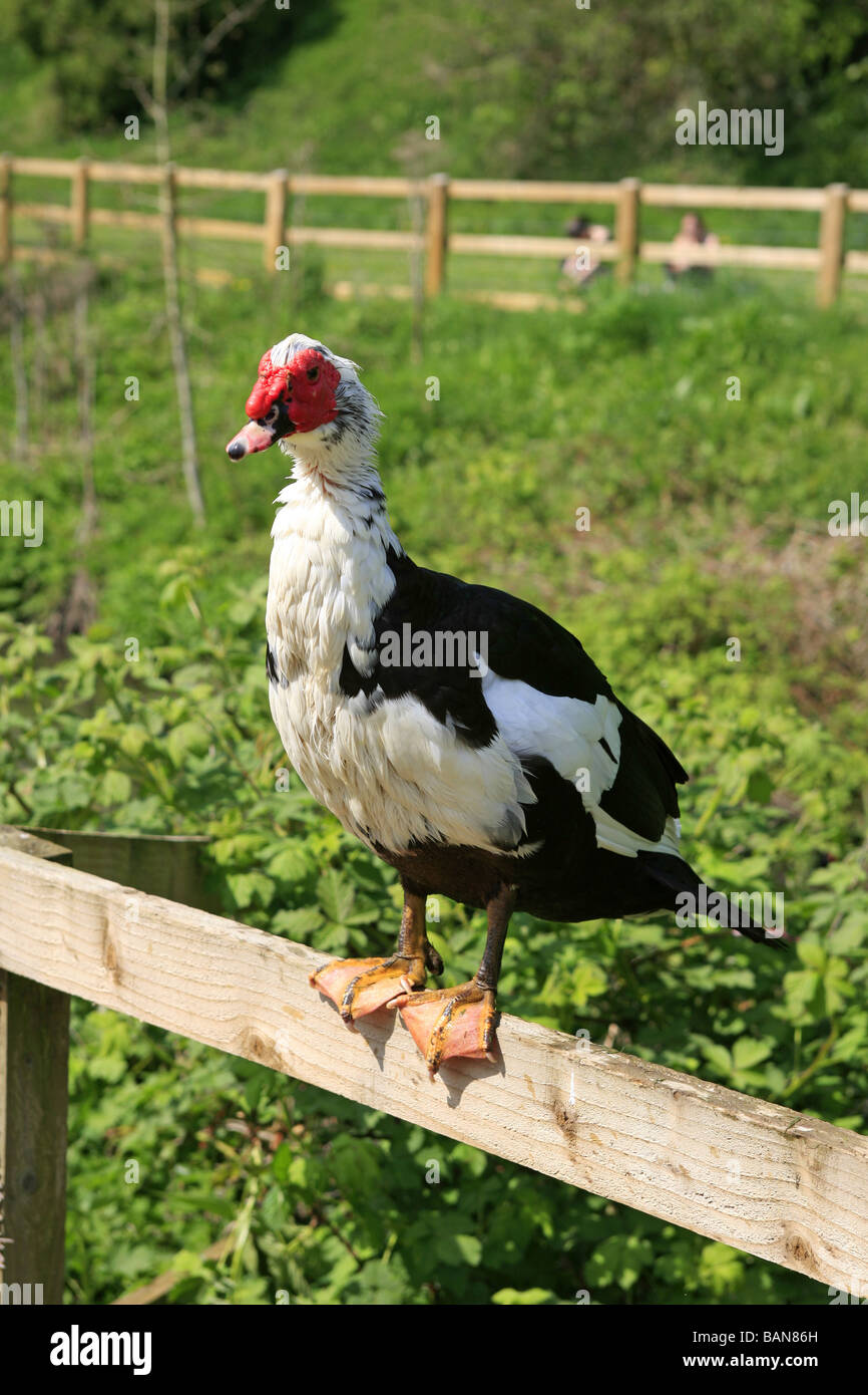 Red Faced Duck High Resolution Stock Photography and Images - Alamy