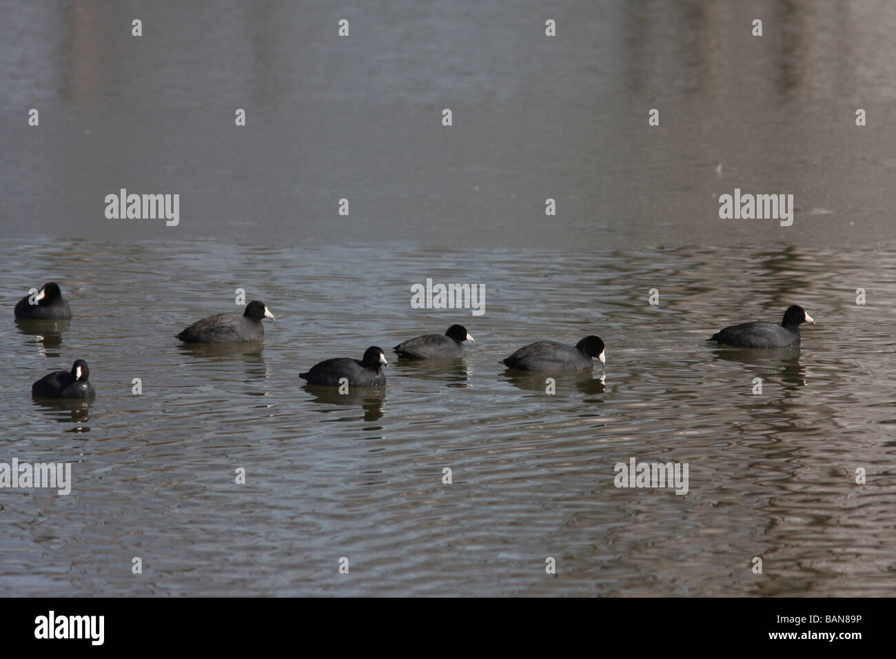 American Coot lake Stock Photo - Alamy