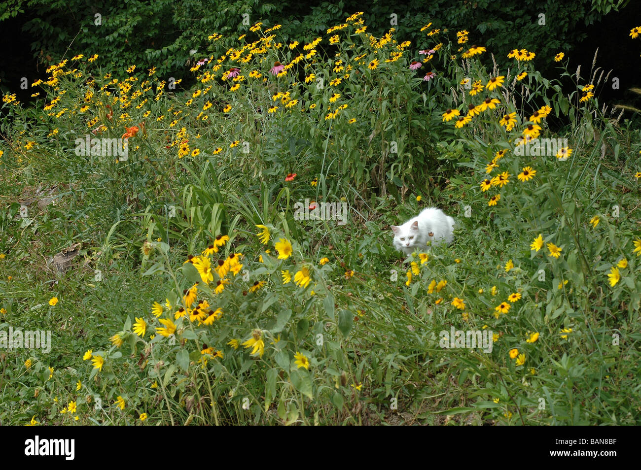 Hunting in the wild hi-res stock photography and images - Alamy