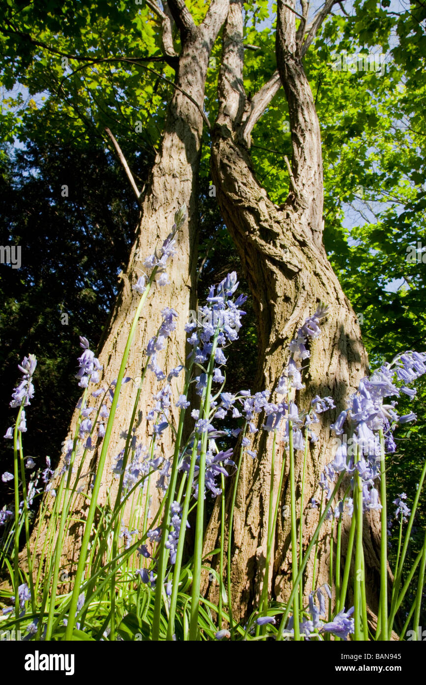 Blue bells in bell hi-res stock photography and images - Alamy