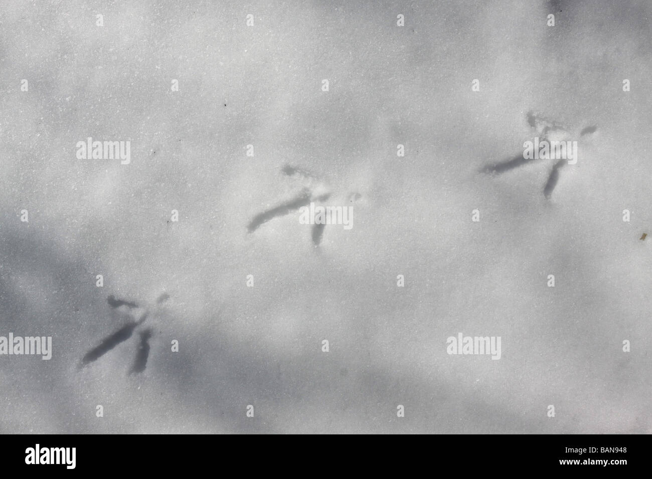 wild turkey track snow winter bird wildlife game track foot print ...