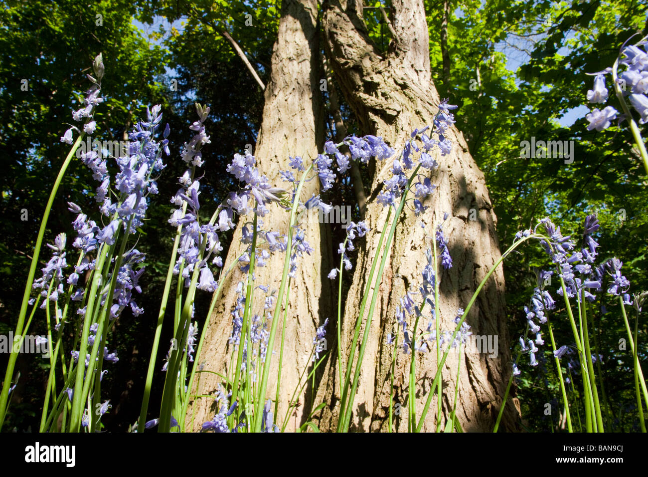Blue bell woods hi-res stock photography and images - Alamy