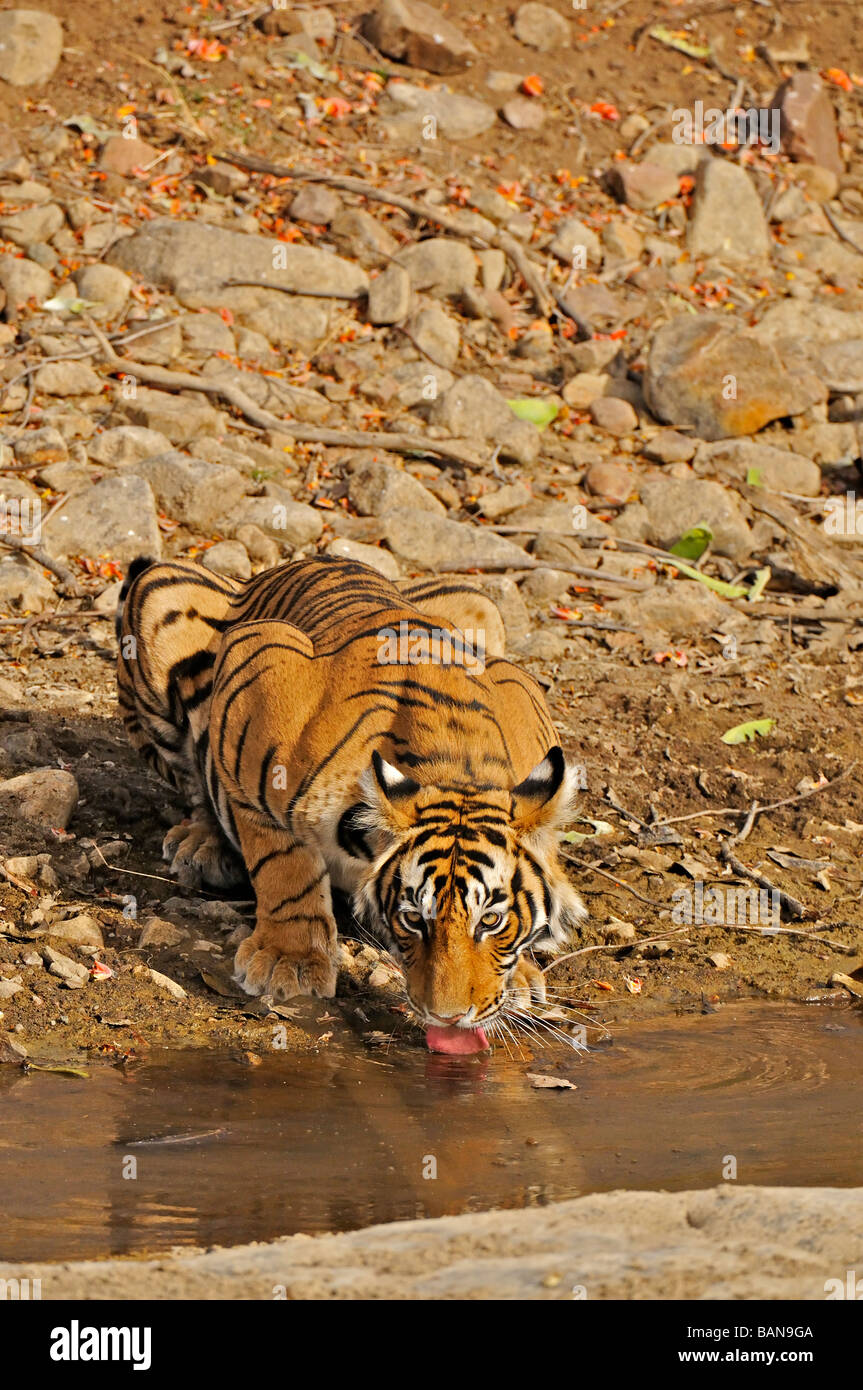 Tiger drinking from a water hole in the hot summers in the dry forests ...