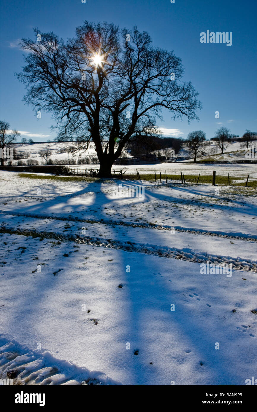 winter sunlight casts shadows of trees on the snow Stock Photo - Alamy