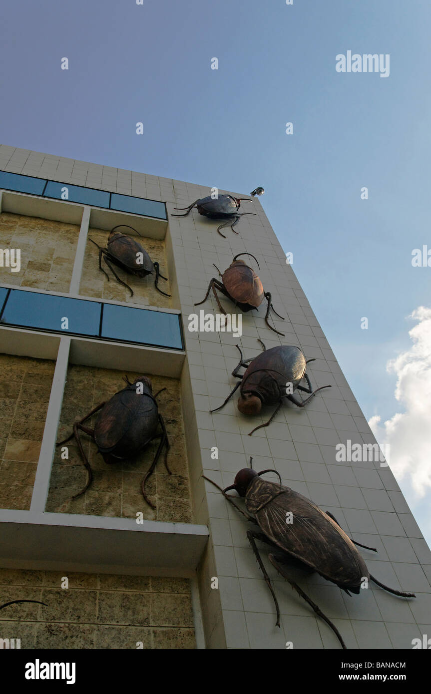 Cockroaches High Resolution Stock Photography and Images - Alamy