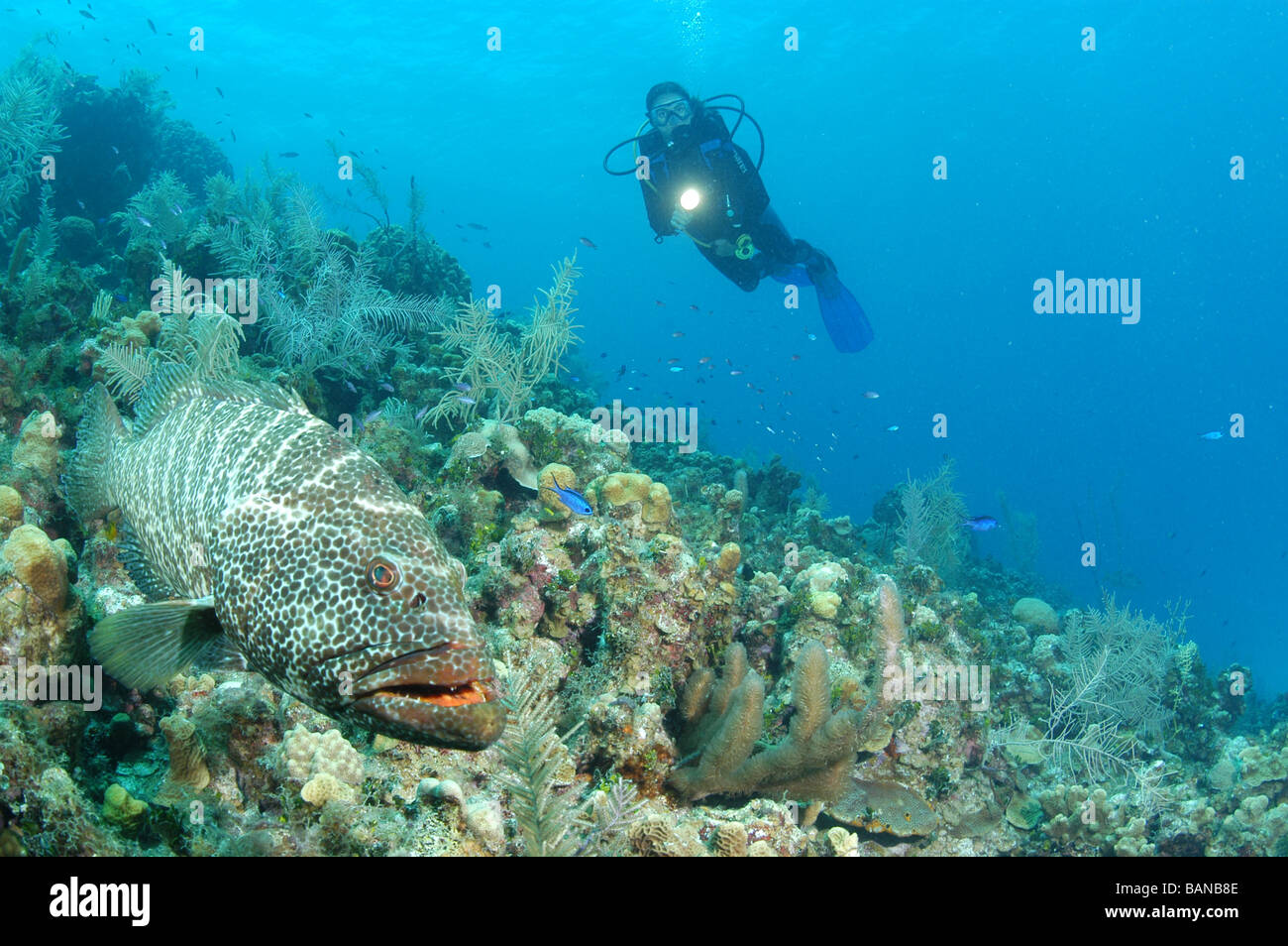 Scuba diver, with torch, watching a fish on the reefs surrounding Grand ...