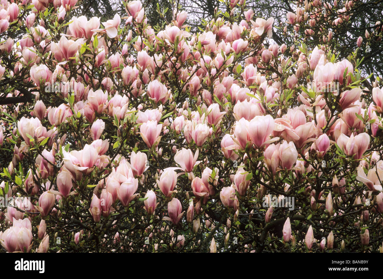 Magnolia x soulangeana pink flowers garden plant Stock Photo - Alamy