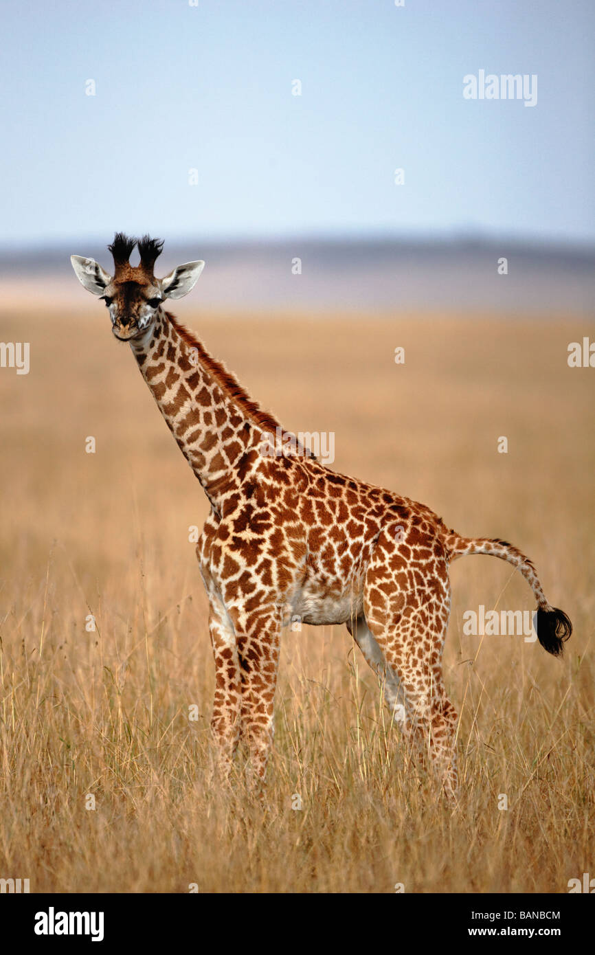 Tall wide neck hi-res stock photography and images - Alamy