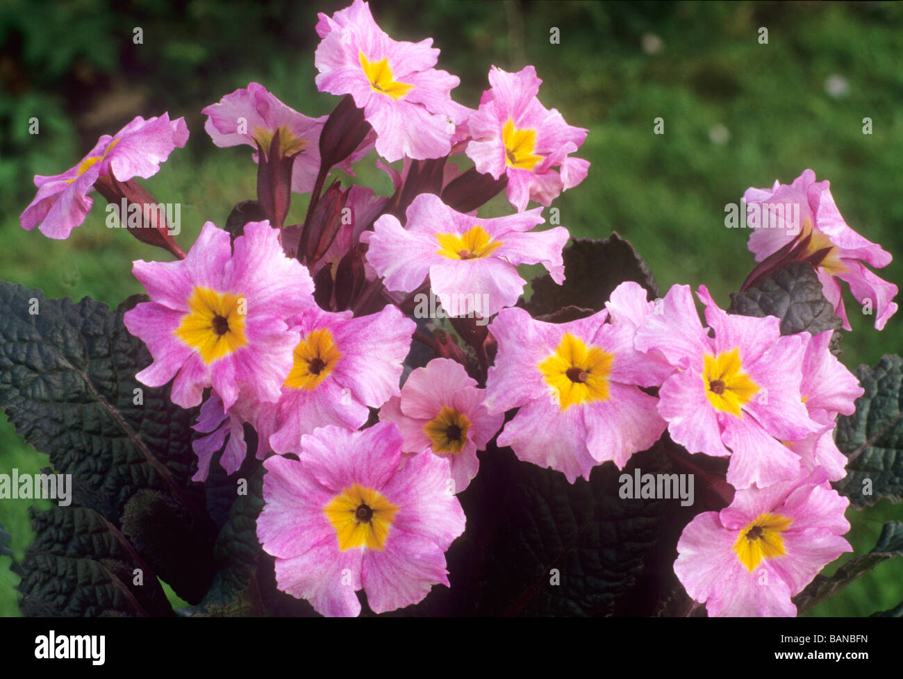 Polyanthus guinevere hi-res stock photography and images - Alamy