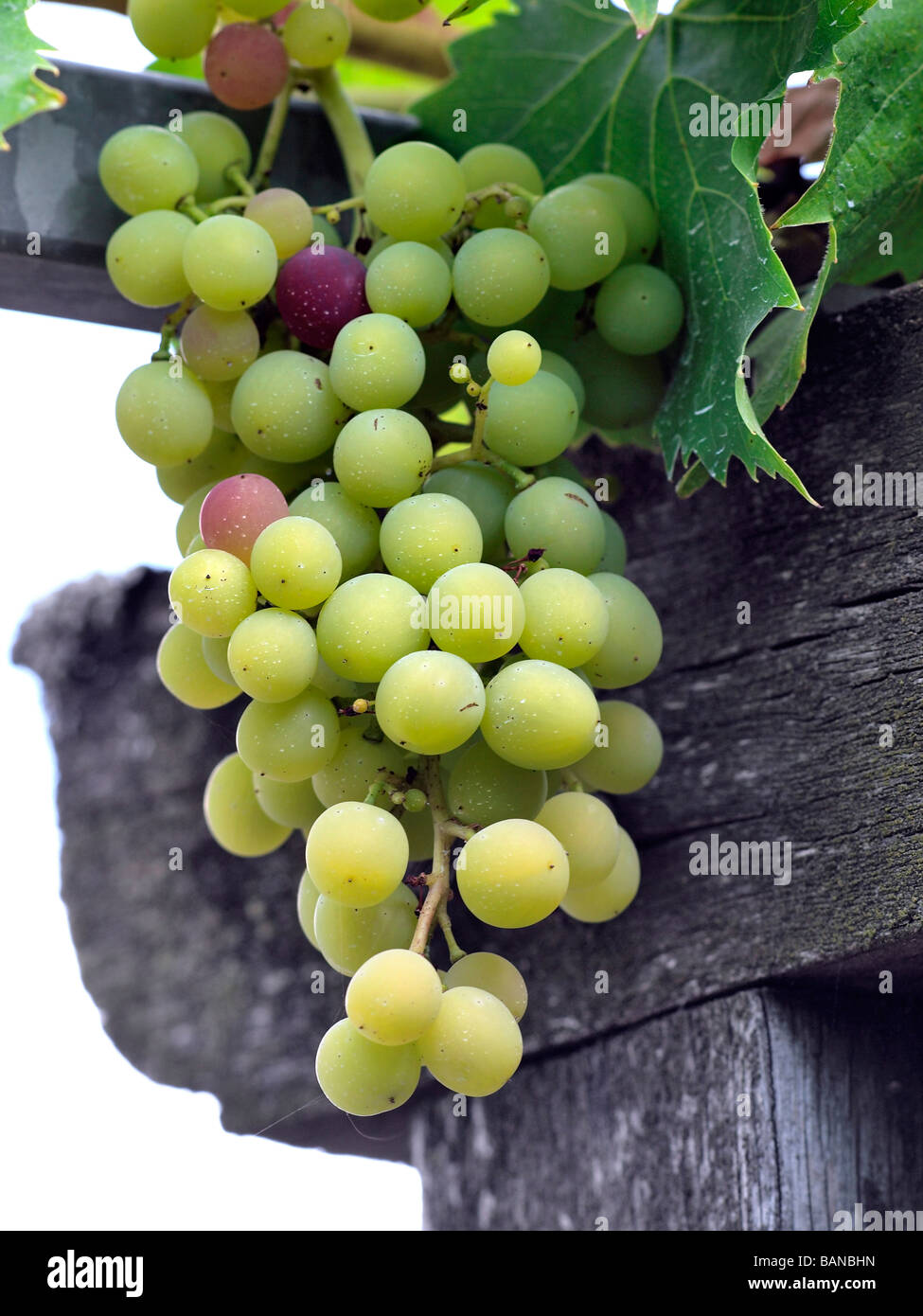 Bunch of grapes Stock Photo - Alamy
