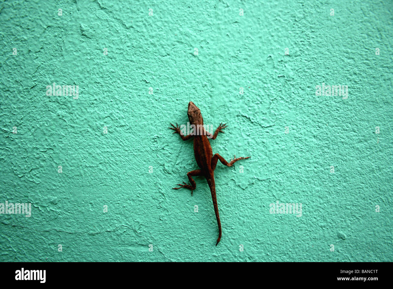 Tropical house gecko hi-res stock photography and images - Alamy