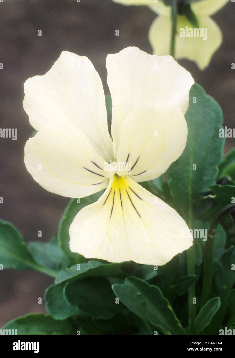 Viola 'Moonlight', white cream flower pansy garden plant Stock Photo ...