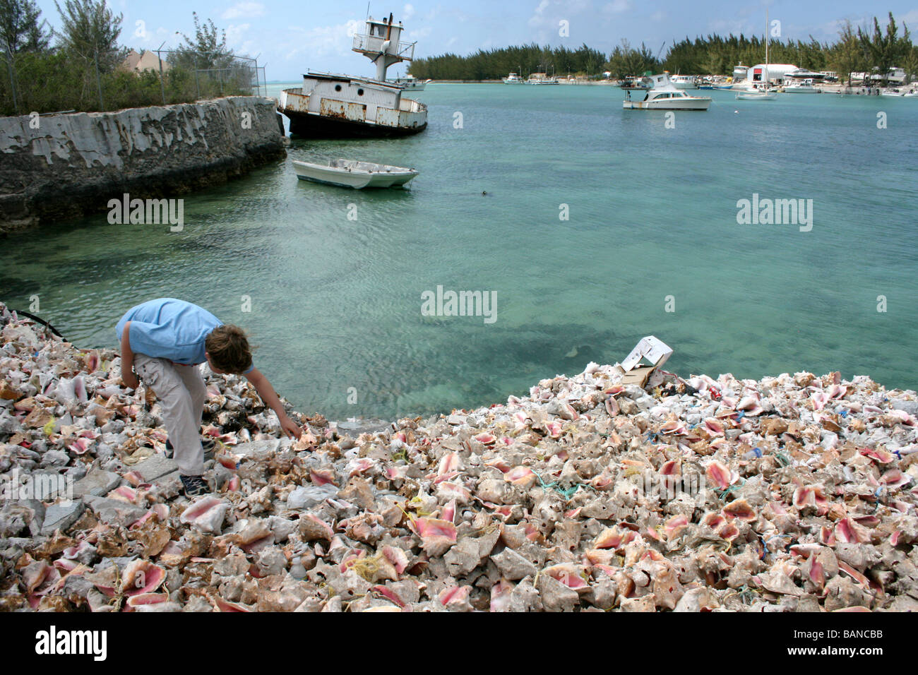 Pink conch hi-res stock photography and images - Alamy