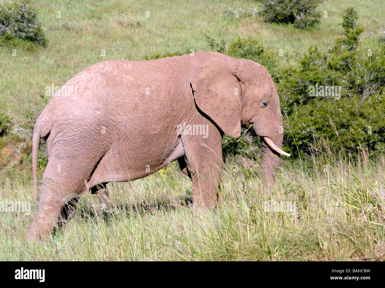 African tuskless elephant hi-res stock photography and images - Alamy