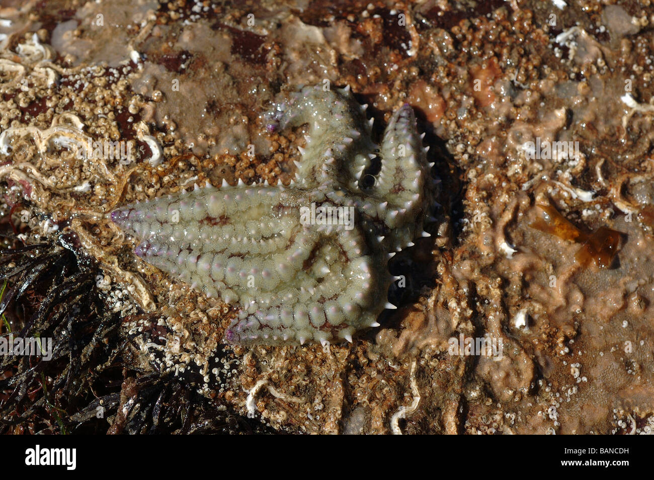 Spiny starfish Marthasterias glacialis UK Stock Photo - Alamy