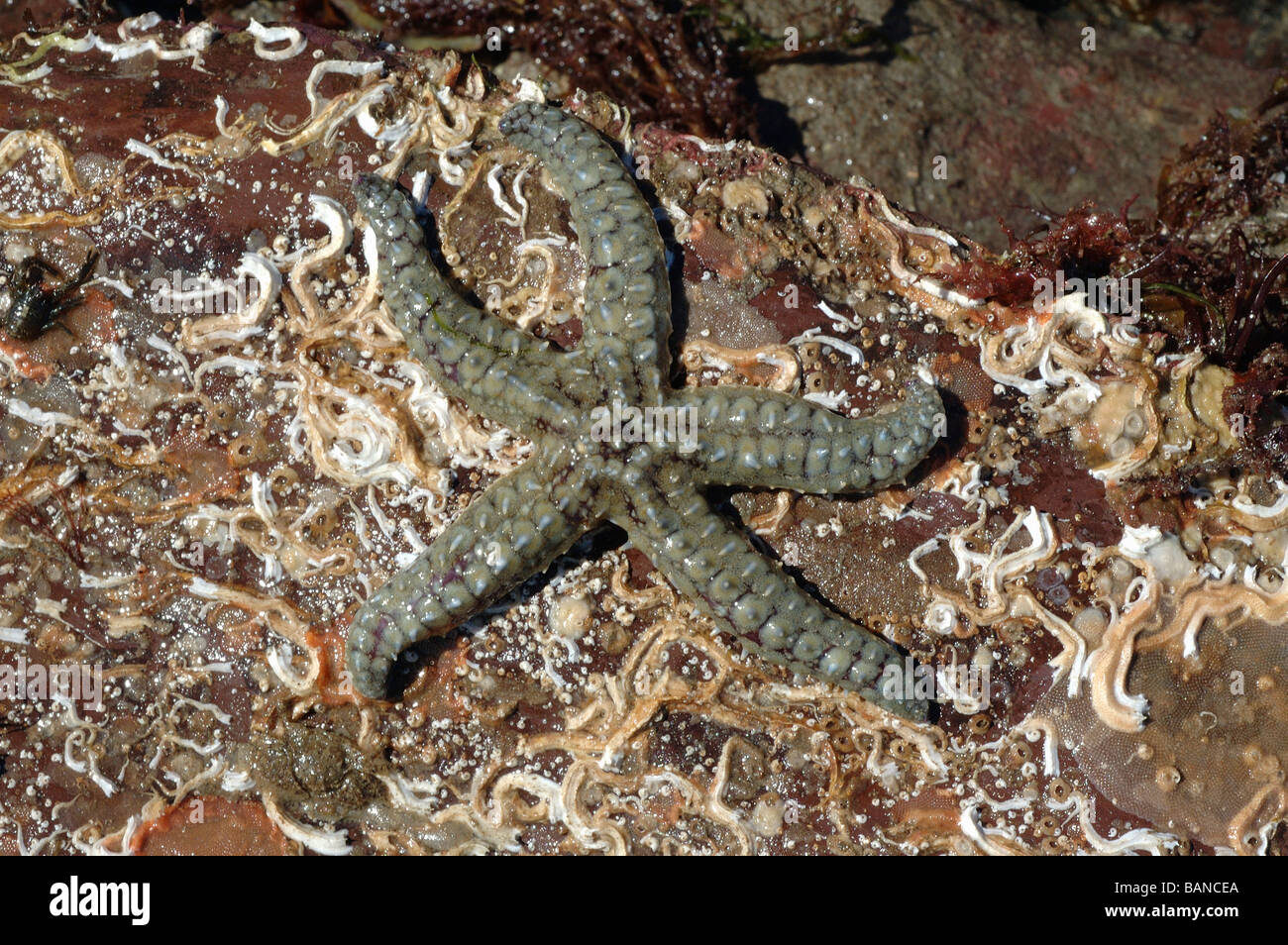 Spiny starfish hi-res stock photography and images - Alamy