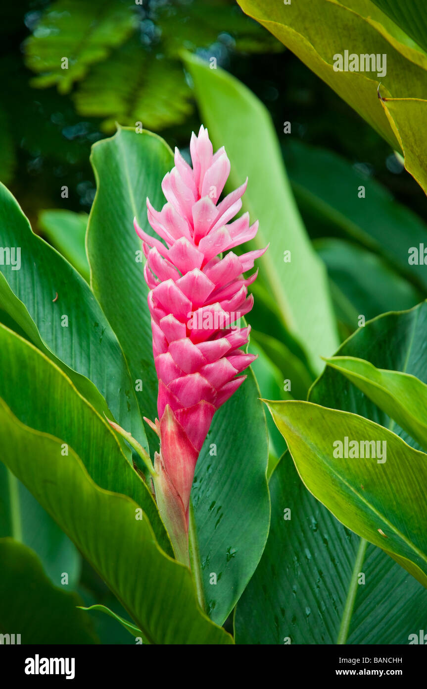 The pink blossom of the Ginger plant in Costa Rica Central America ...