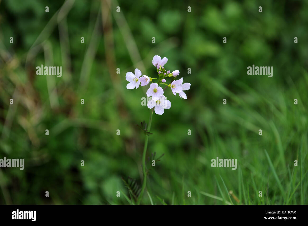 Cuckoo Flower Lady's Smock Milkmaids Stock Photo - Alamy