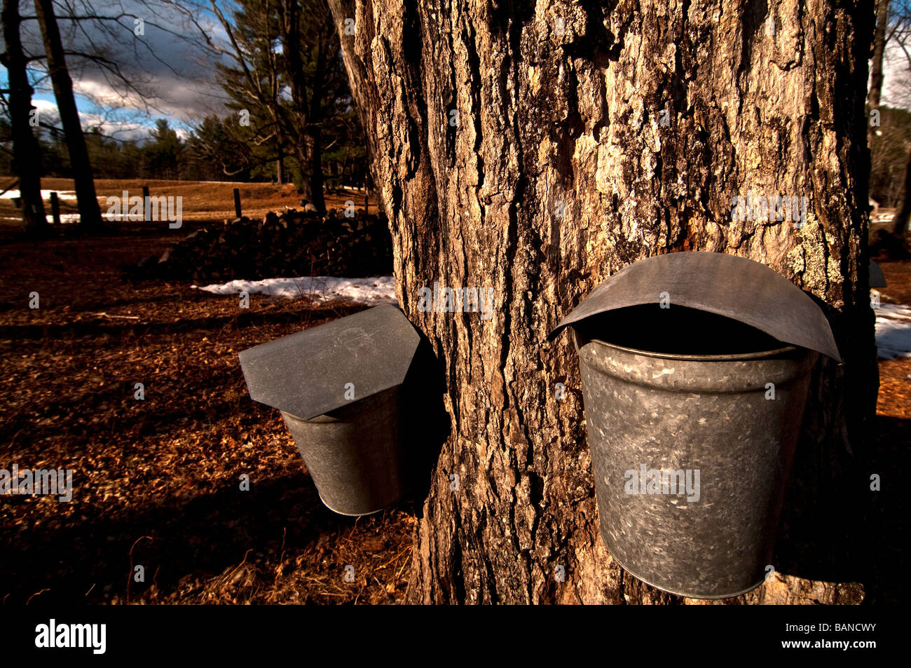 maple sugaring, a maple tree with two buckets hung on it to collect ...
