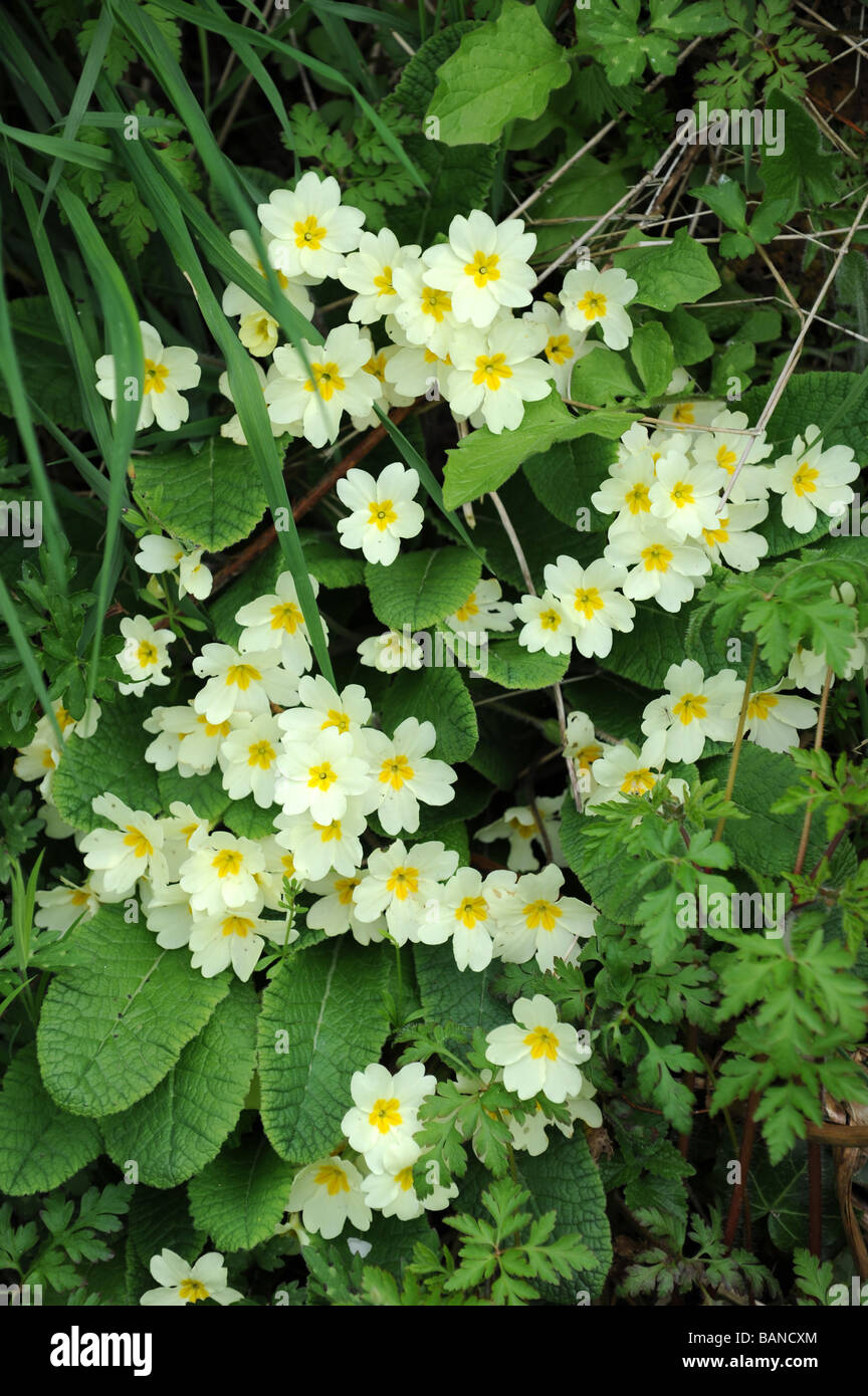 Primrose flowers uk hi-res stock photography and images - Alamy