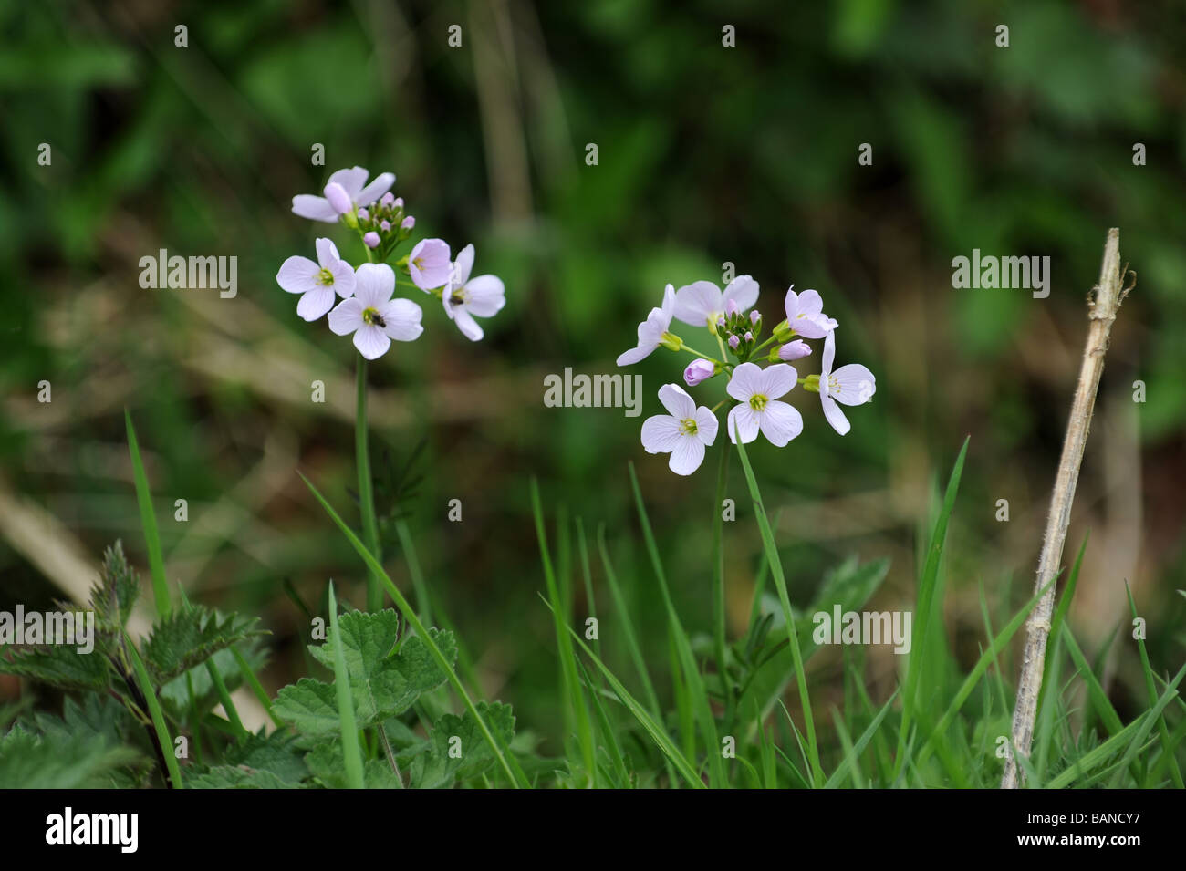 Cuckoo Flower Lady's Smock Milkmaids Stock Photo - Alamy