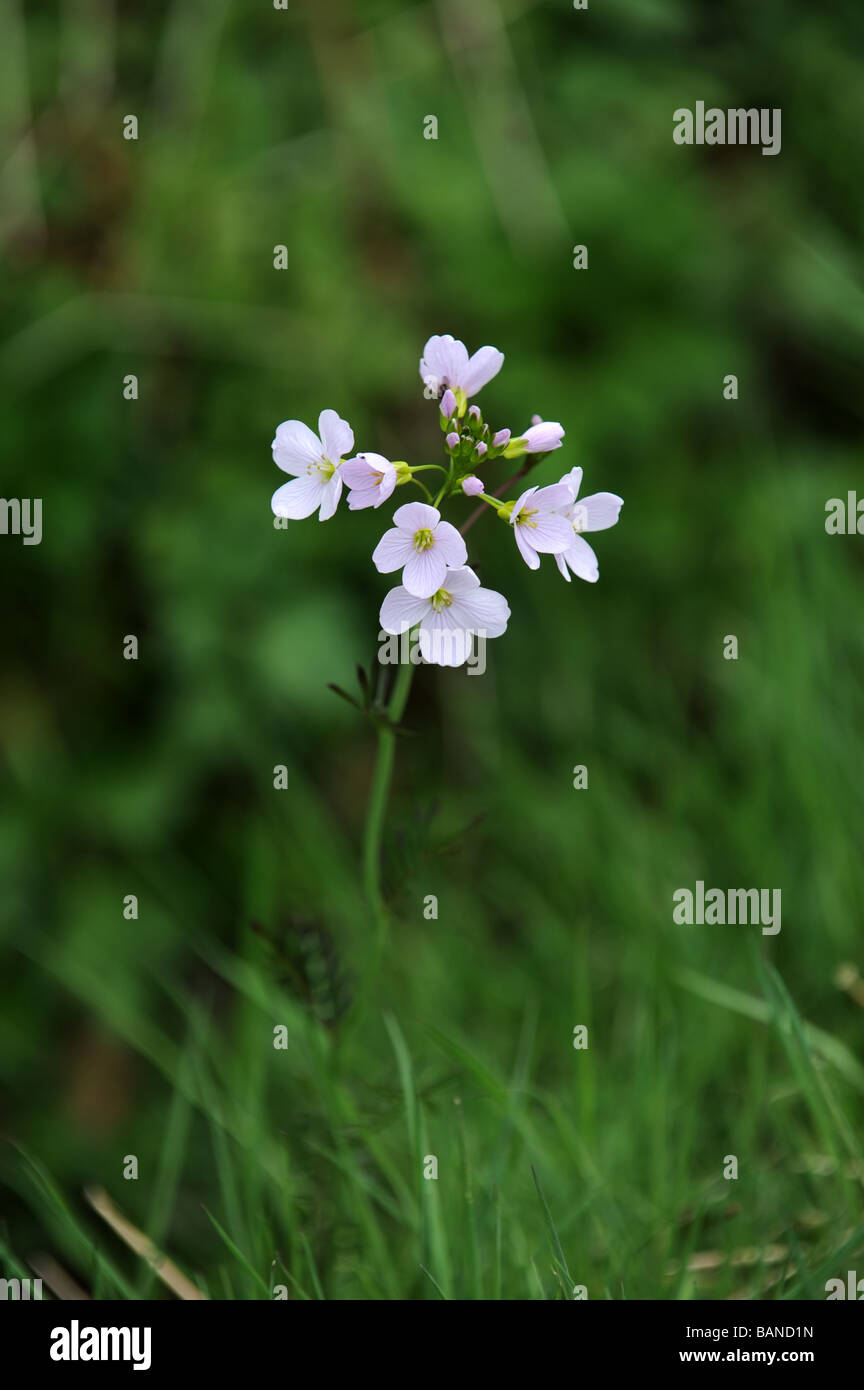 Cuckoo Flower Lady's Smock Milkmaids Stock Photo - Alamy