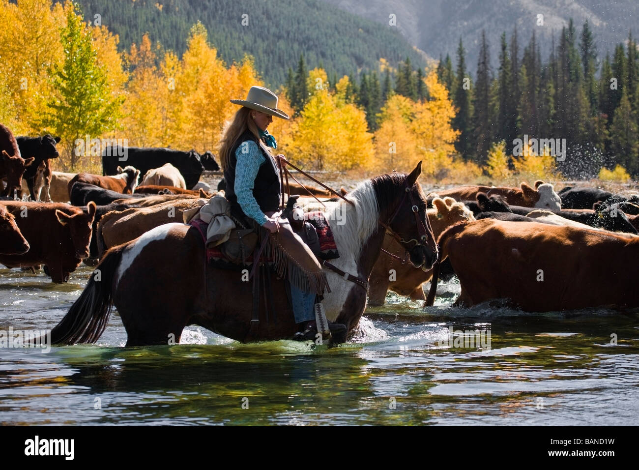 Cowgirl herding cattle hi-res stock photography and images - Alamy