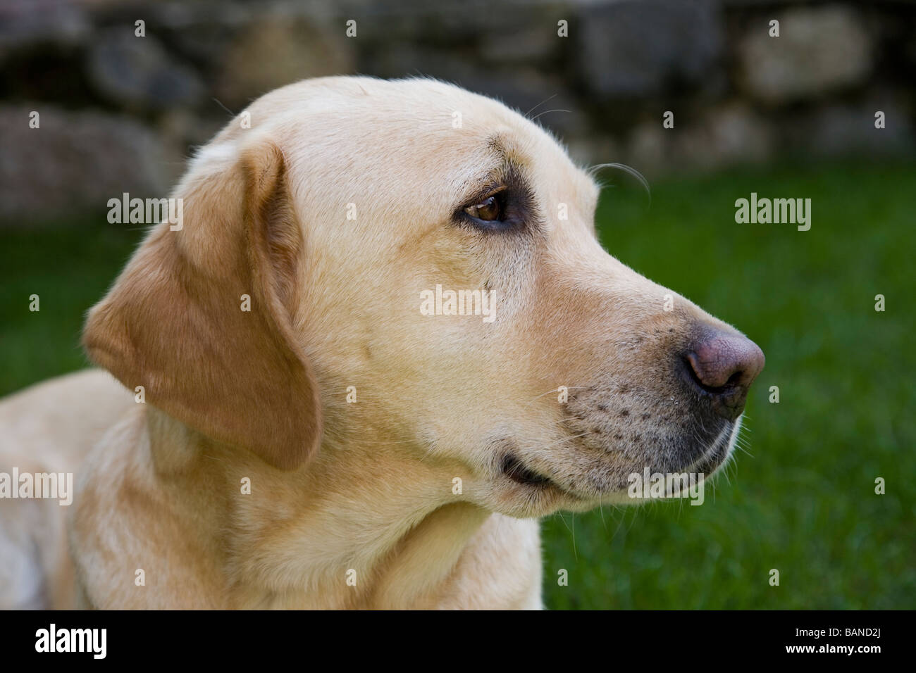 an older labrador Stock Photo - Alamy