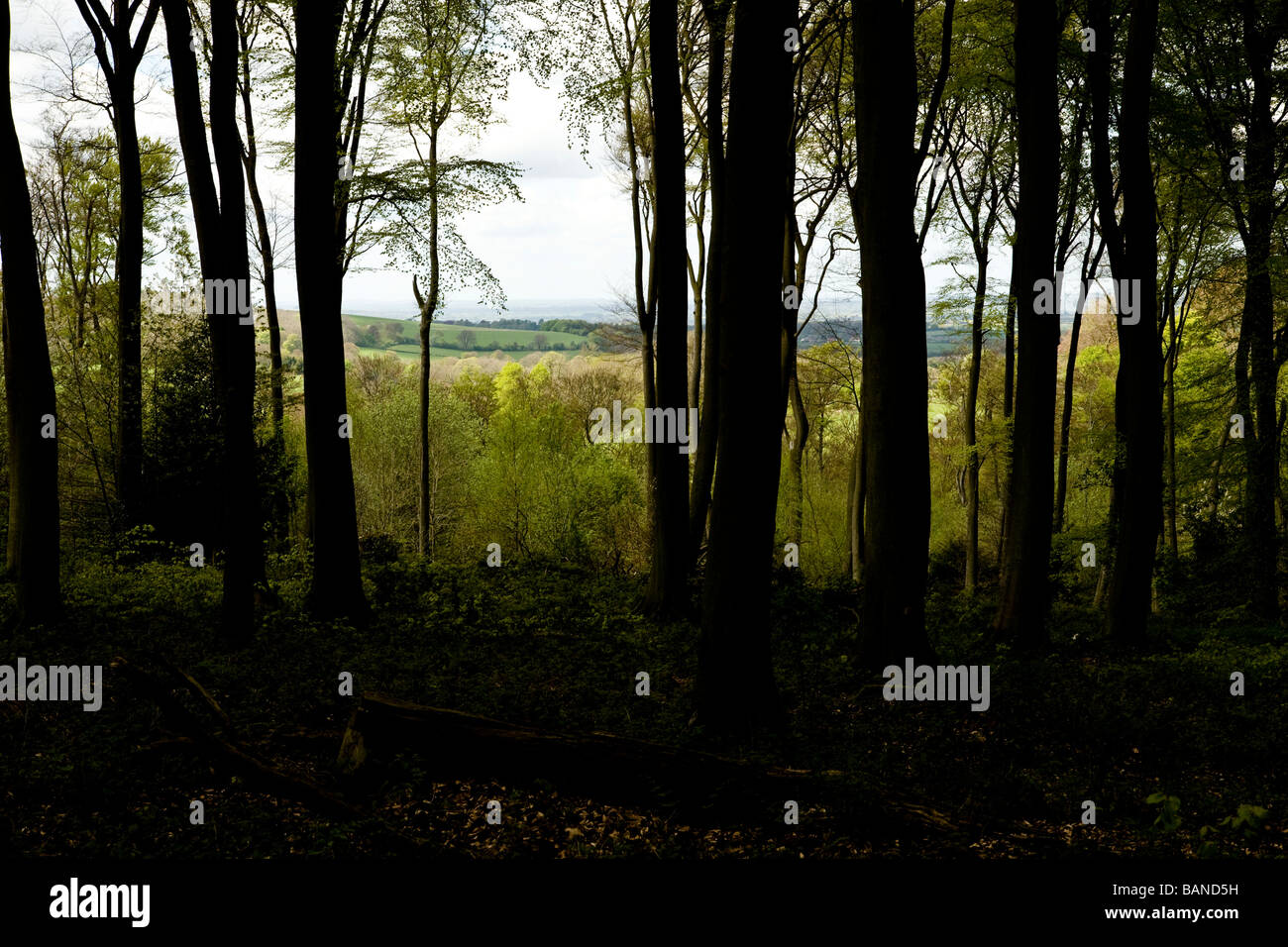 silhouette of tree trunks with a view of green lush countryside in the ...