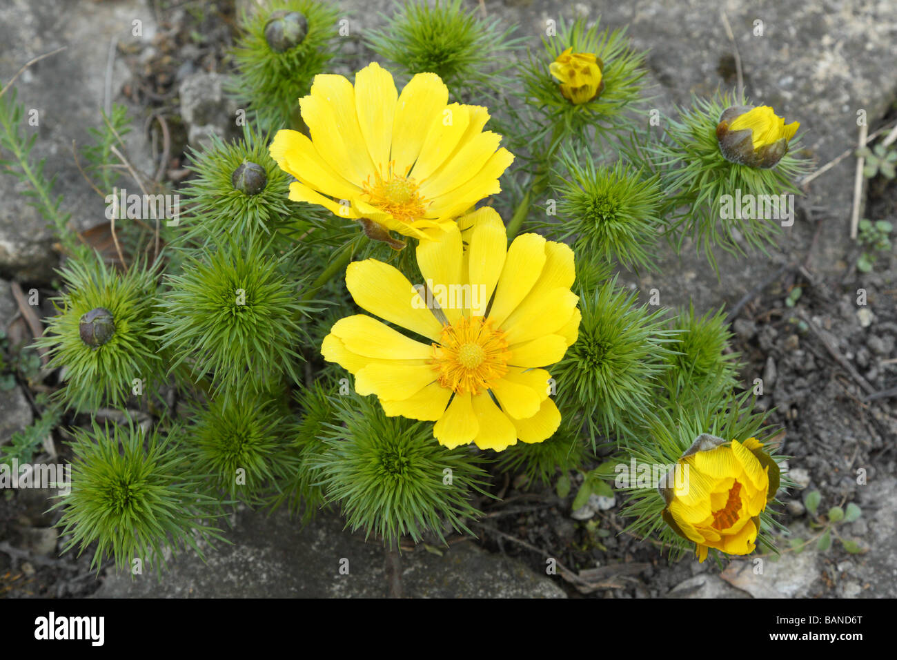 Spring adonis Pheasan's eye yellow spring flowers close up Adonis ...