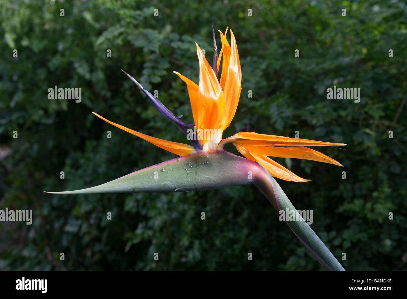 Crane flower strelitzia reginae hi-res stock photography and images - Alamy
