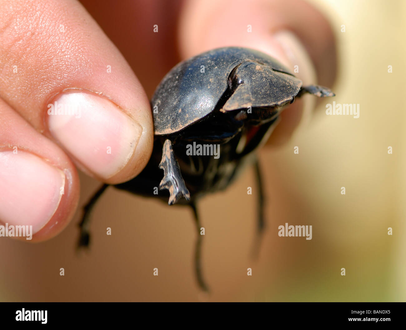 A guide holds an Addo Flightless Dung Beetle (Circellium bacchus Stock ...