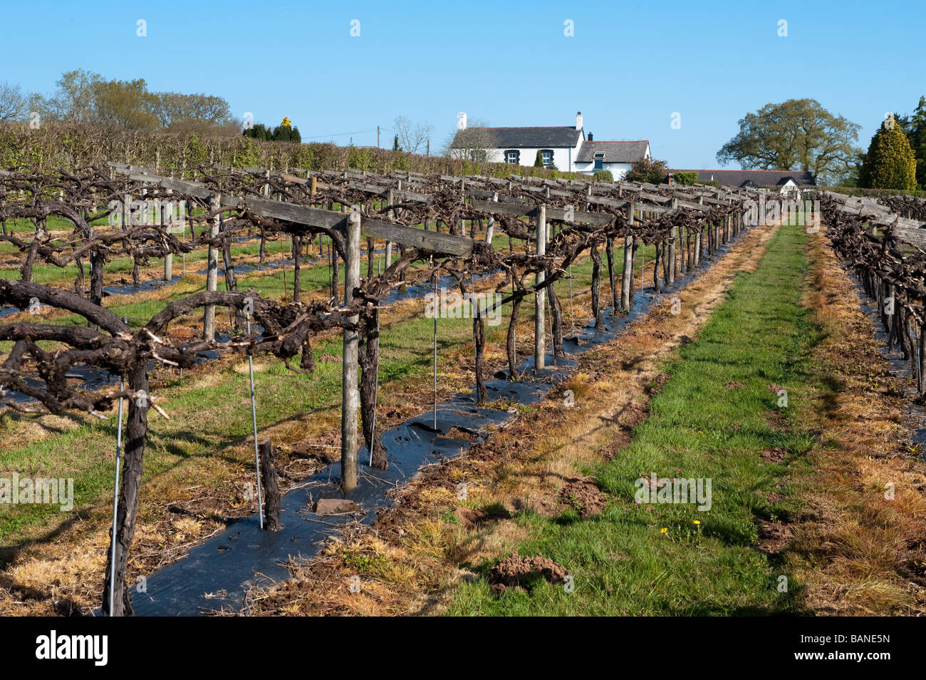 Llanerch hi-res stock photography and images - Alamy