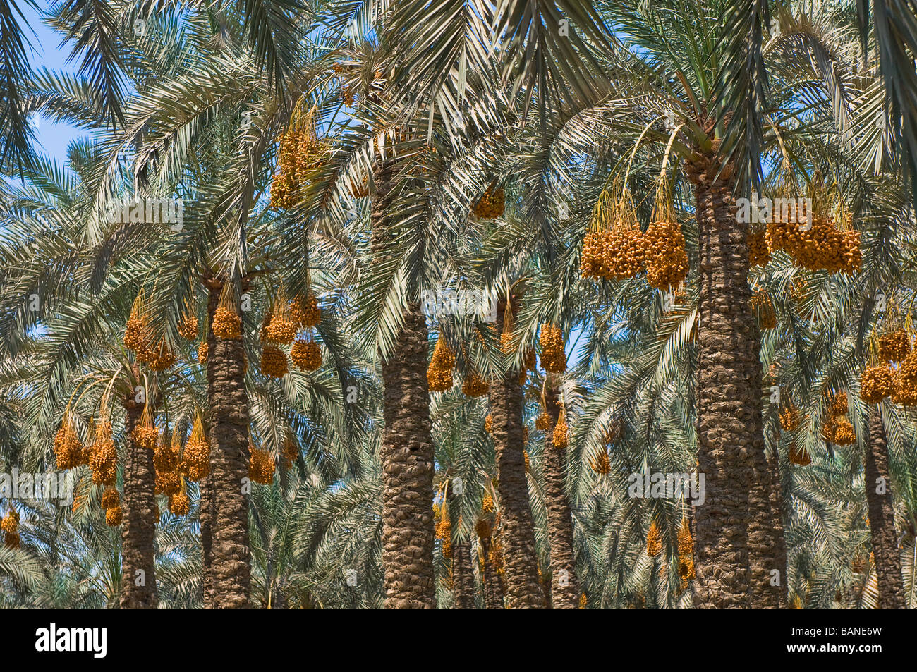 Palm tree date hi-res stock photography and images - Alamy