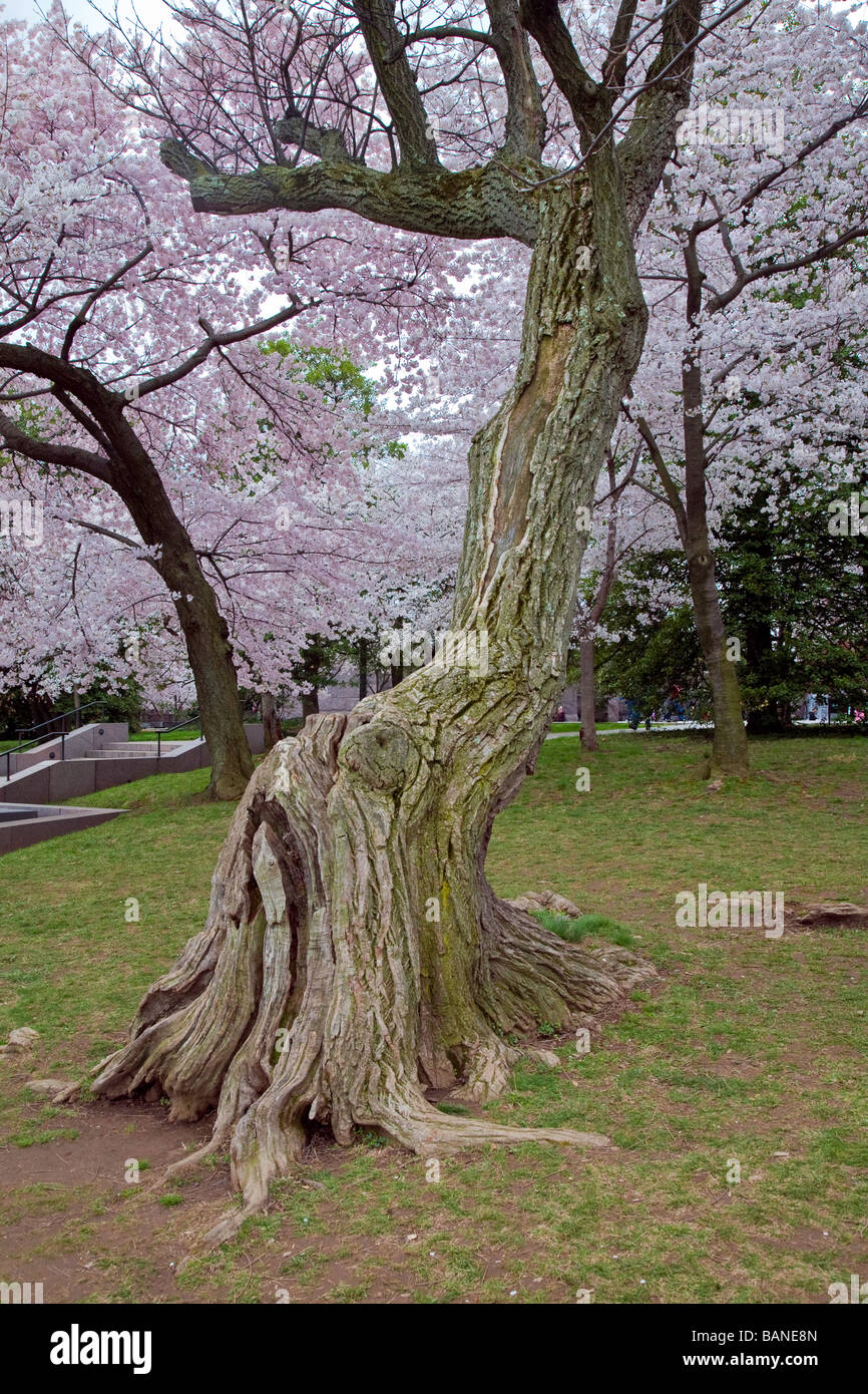 Very old and knotted tree with blossoms at Cherry Blossom Festival in ...