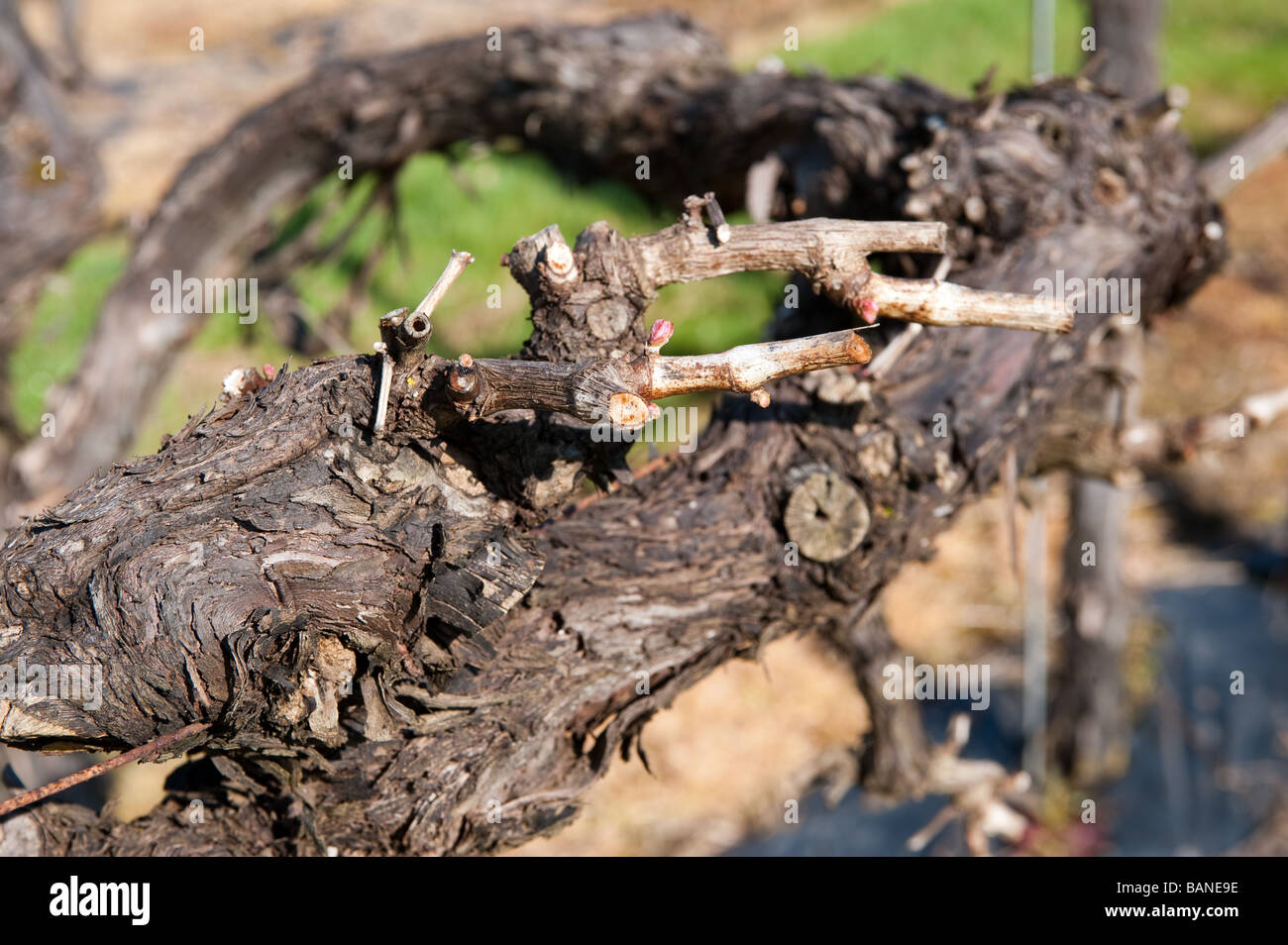 Llanerch wales hi-res stock photography and images - Alamy