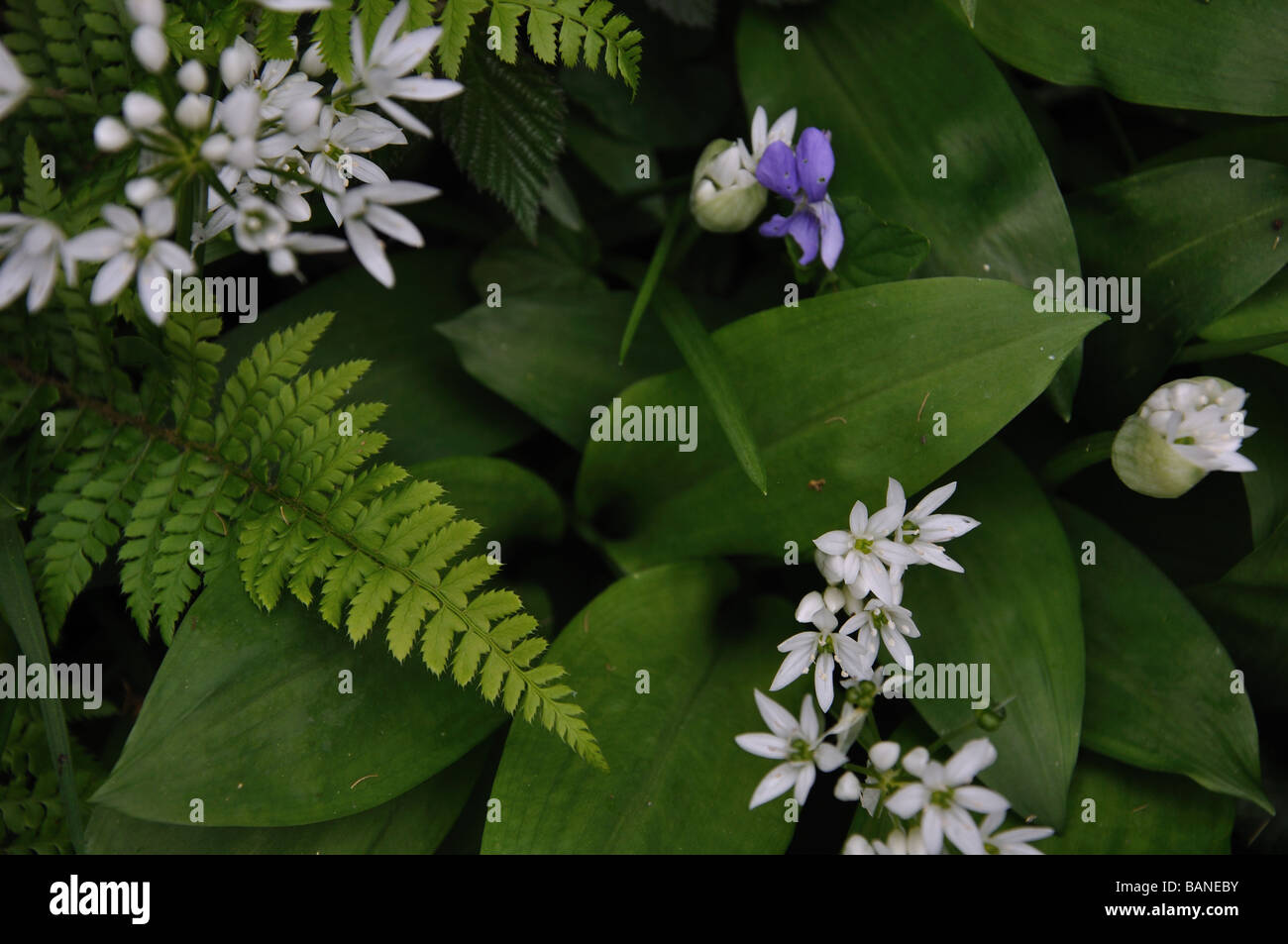 Wild garlic fern and bluebell Stock Photo - Alamy