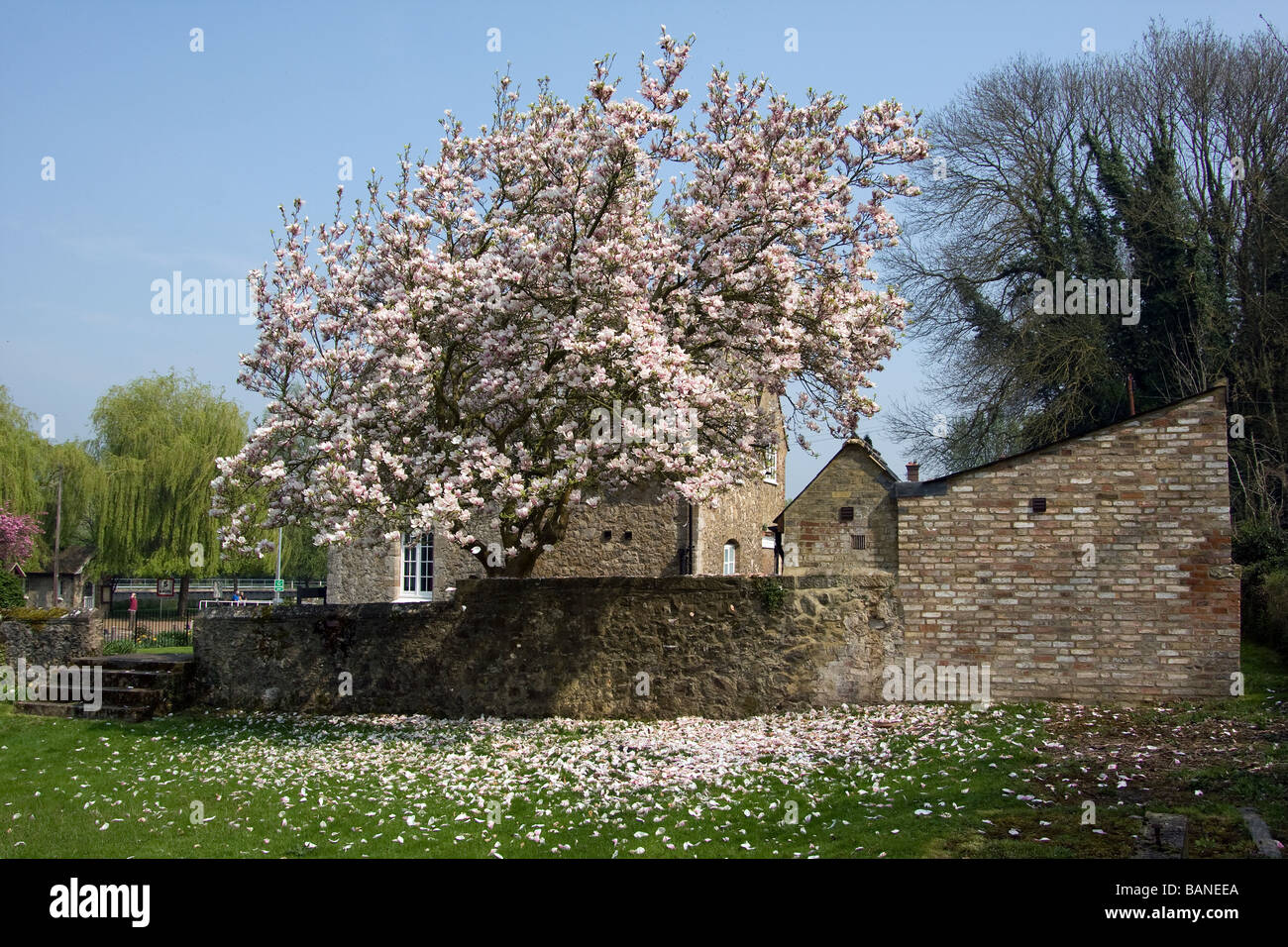 magnolia tree spring blooms flowers pink petals kent englnd uk europe ...